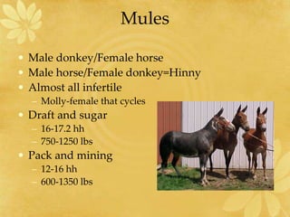 Breeds, Types, and Classes of Horses | PPTX
