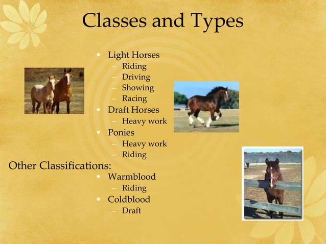 Breeds, Types, and Classes of Horses | PPTX | Dogs | Pets