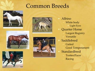 Breeds, Types, and Classes of Horses | PPTX