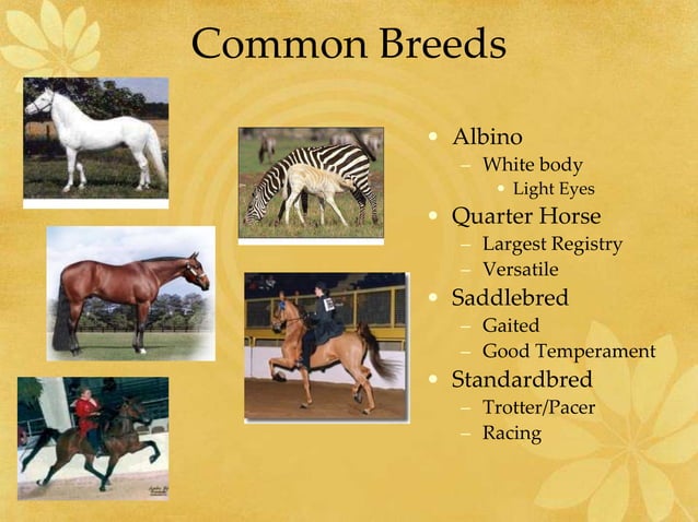 Breeds, Types, and Classes of Horses | PPT