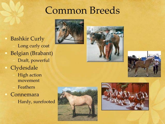 Breeds, Types, and Classes of Horses | PPTX | Dogs | Pets