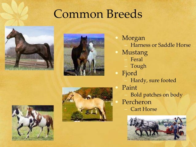 Breeds, Types, and Classes of Horses | PPTX | Dogs | Pets