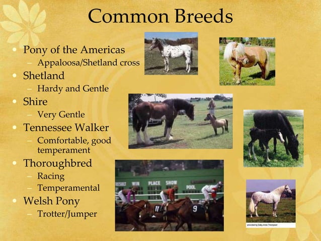 Breeds, Types, and Classes of Horses | PPTX | Dogs | Pets