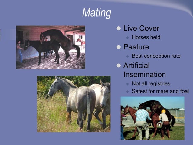 Reproduction & Breeding | PPT