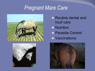 Reproduction & Breeding | PPT