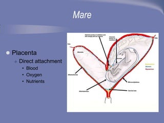 Reproduction & Breeding | PPT