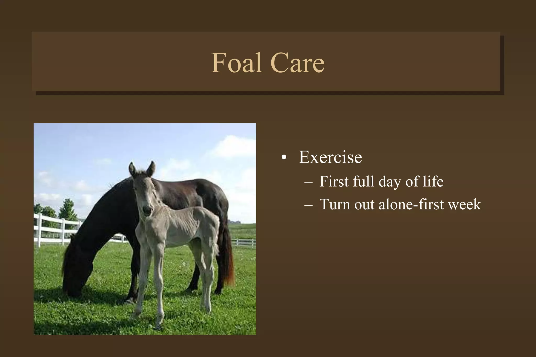 Foaling & Foal Care | PPSX