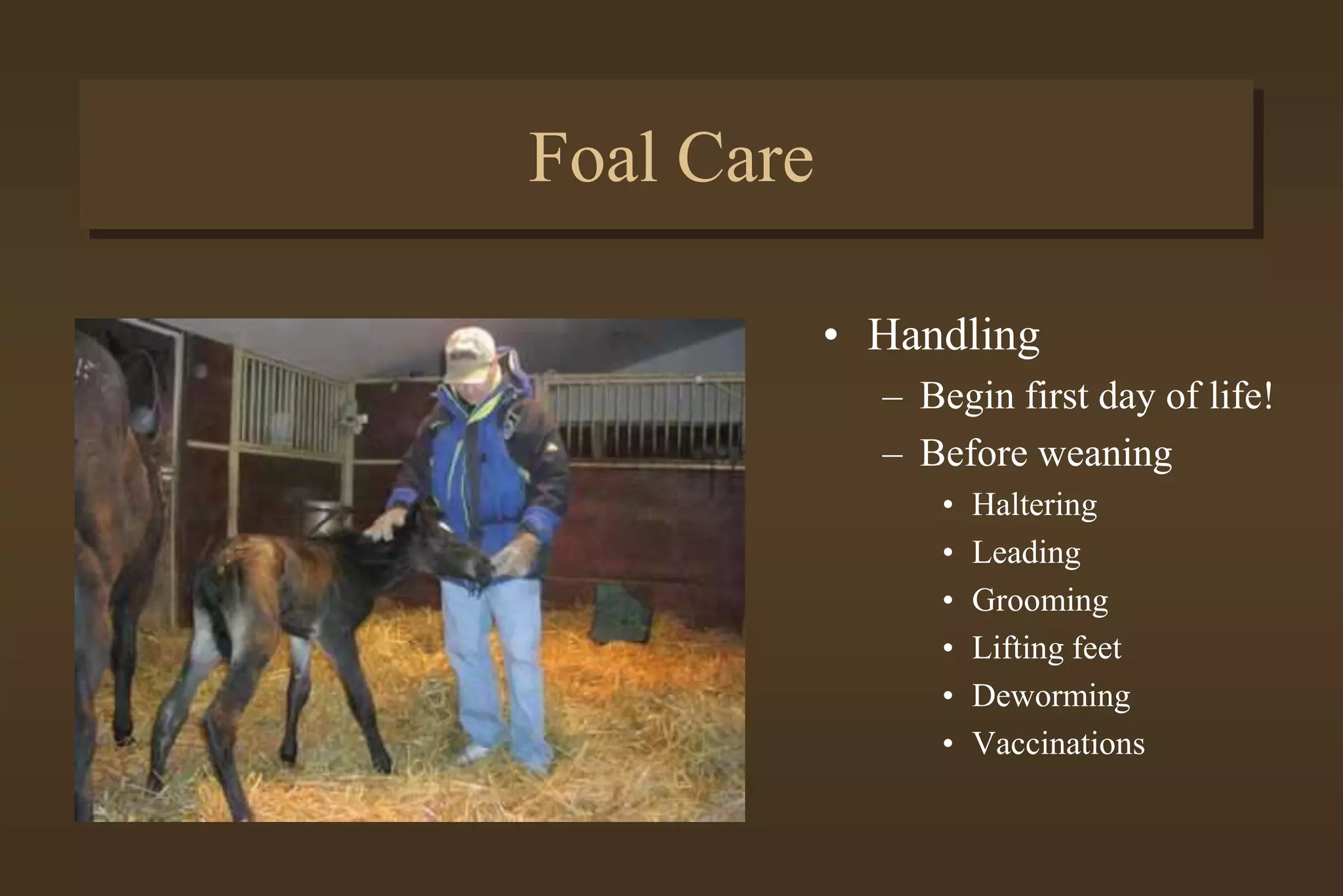 Foaling & Foal Care | PPSX