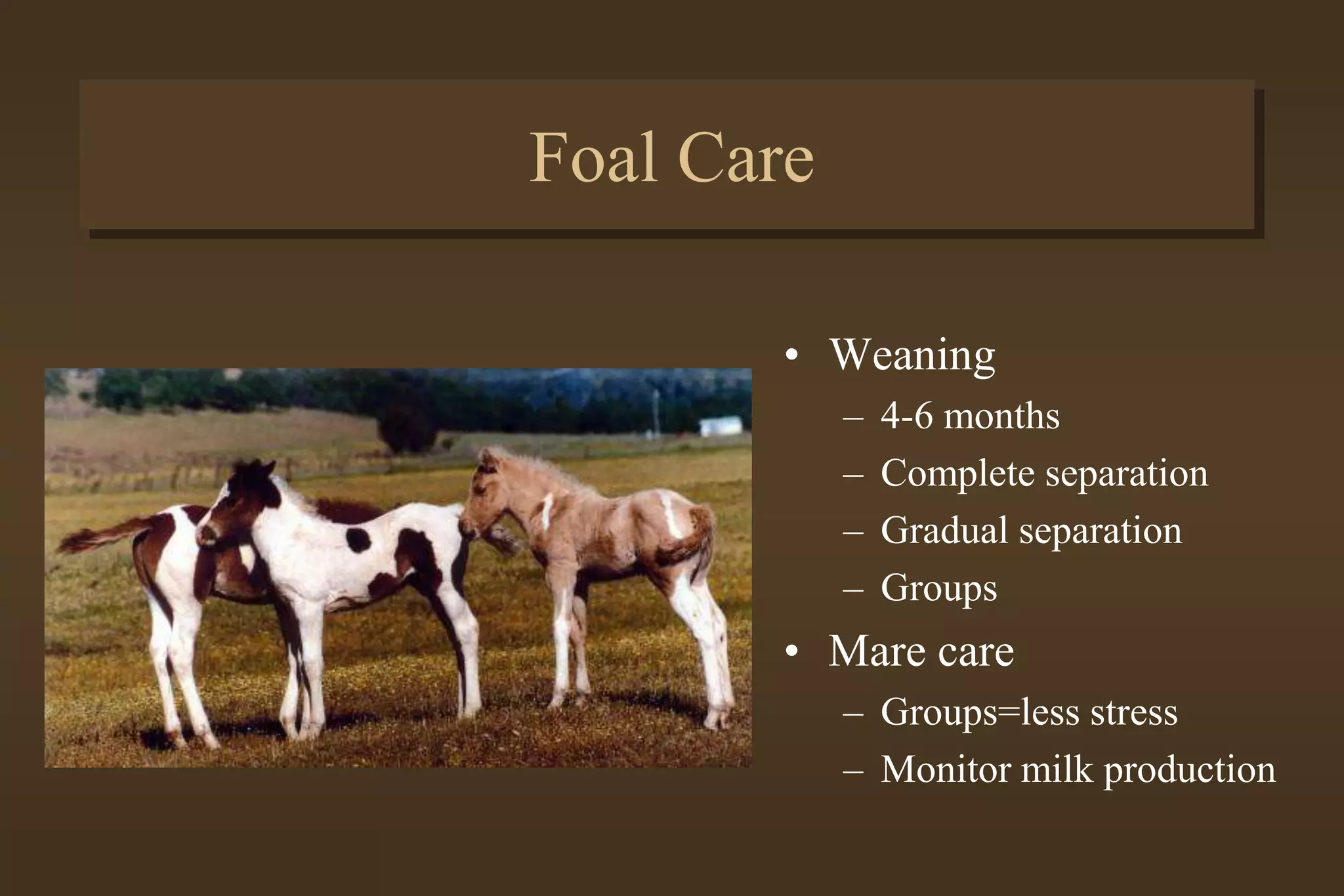 Foaling & Foal Care | PPSX