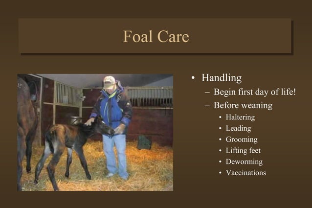 Foaling & Foal Care | PPSX