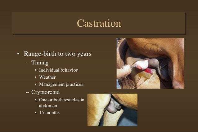 Foaling & Foal Care | PPSX