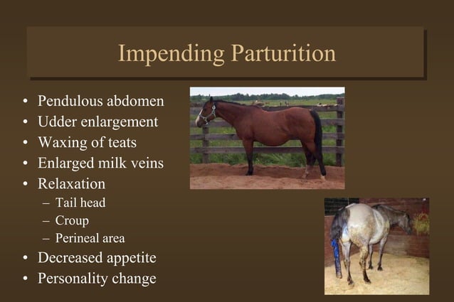 Foaling & Foal Care | PPSX