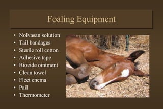 Foaling & Foal Care | PPSX