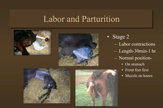 Foaling & Foal Care | PPSX