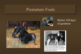 Foaling & Foal Care | PPSX