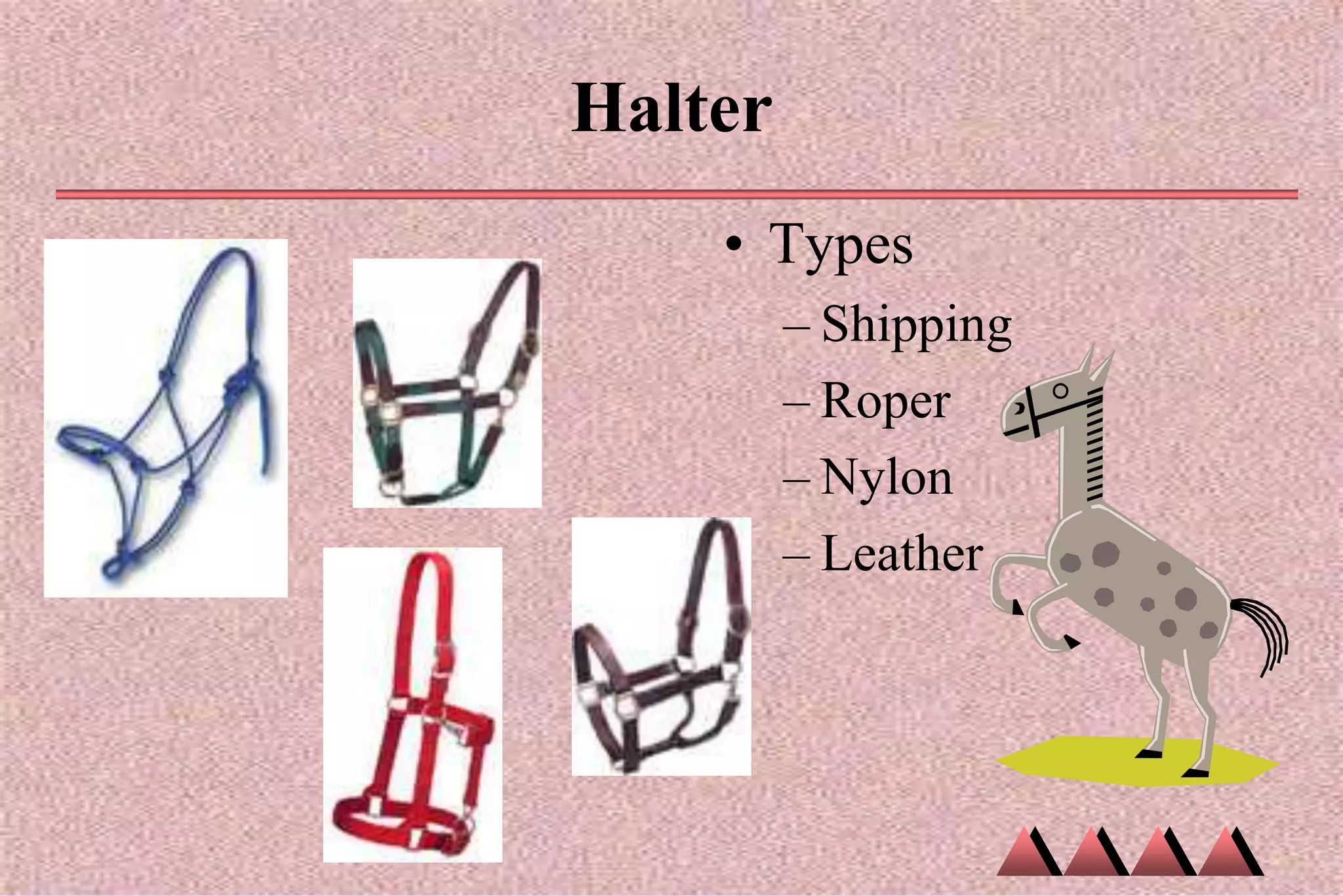Haltering, Leading, Tying, Grooming | PPT