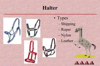 Haltering, Leading, Tying, Grooming | PPT