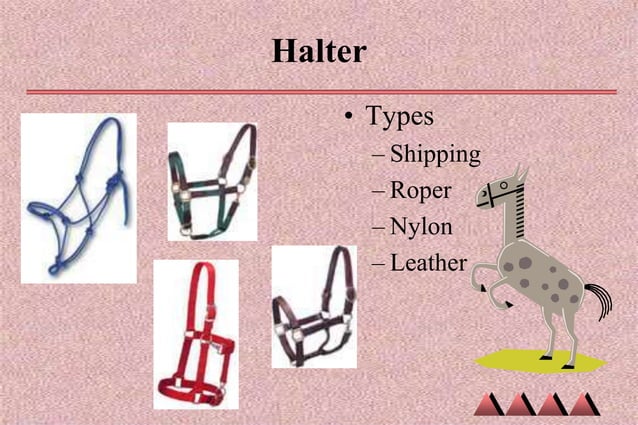 Haltering, Leading, Tying, Grooming | PPSX