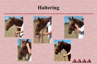 Haltering, Leading, Tying, Grooming | PPT