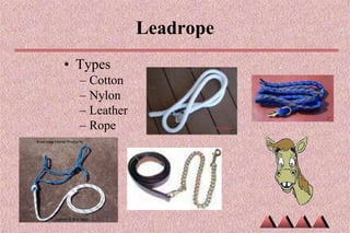 Haltering, Leading, Tying, Grooming | PPSX