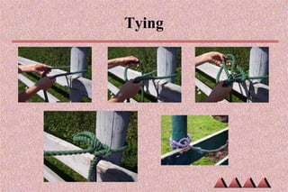 Haltering, Leading, Tying, Grooming | PPSX