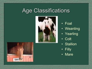 Determining Age, Height, and Weight | PPSX