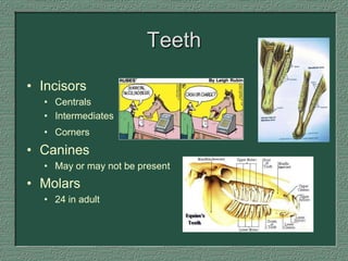 Determining Age, Height, and Weight | PPSX