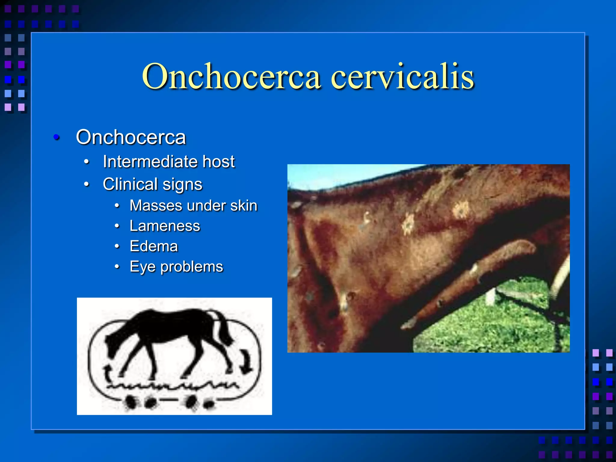 Endoparasites | PPSX