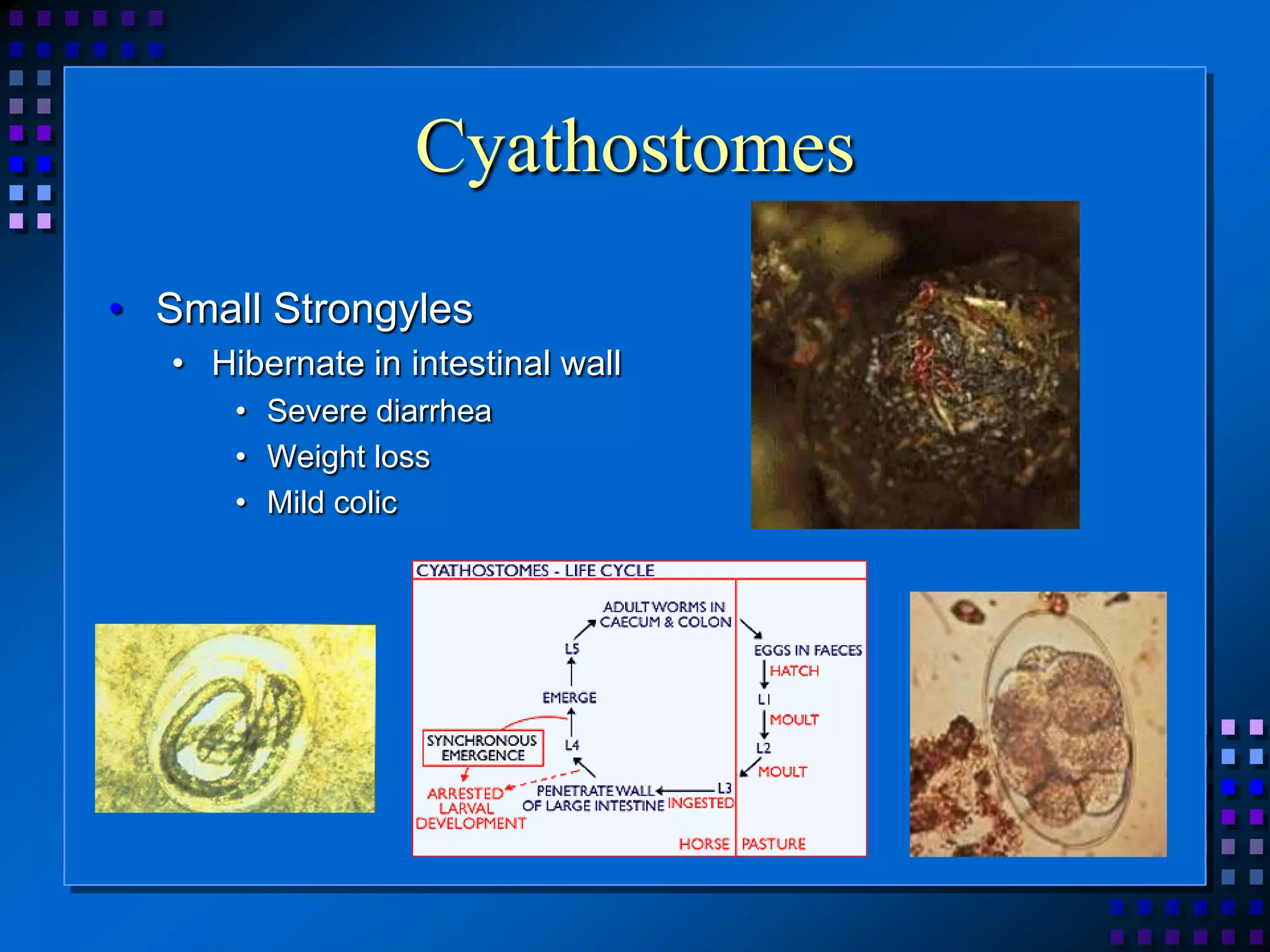 Endoparasites | PPSX