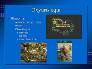 Endoparasites | PPSX