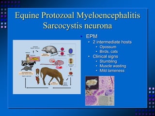 Endoparasites | PPSX