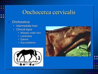 Endoparasites | PPSX