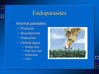 Endoparasites | PPSX