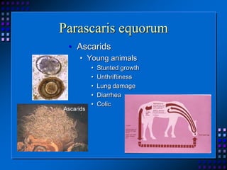 Endoparasites | PPSX