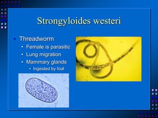 Endoparasites | PPSX