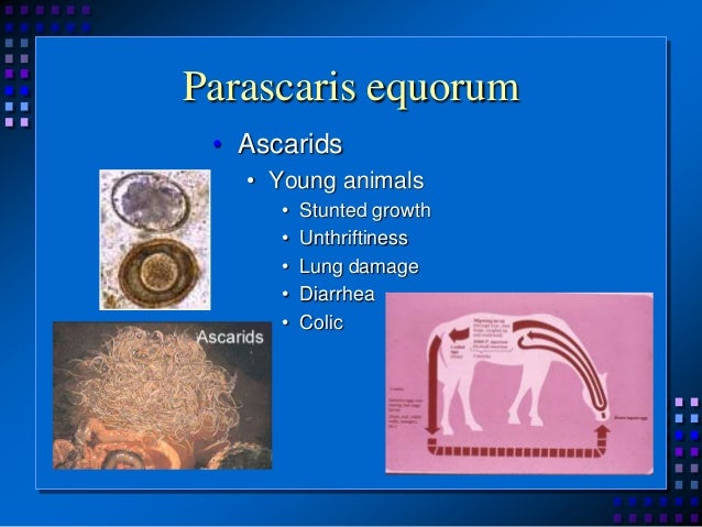Parascaris Equorum Life Cycle Parascaris Equorum Wikipedia