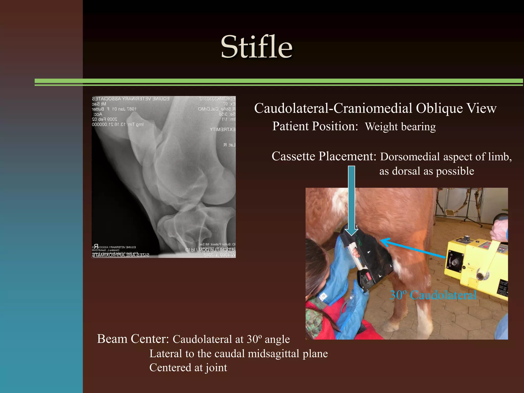 Front & Hind Limb Radiology | PDF