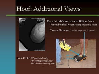 Front & Hind Limb Radiology | PDF