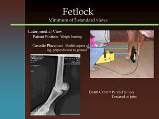 Front & Hind Limb Radiology | PDF