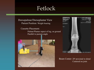 Front & Hind Limb Radiology | PDF