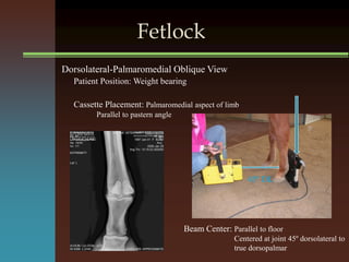 Front & Hind Limb Radiology | PDF