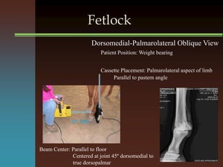 Front & Hind Limb Radiology | PPT