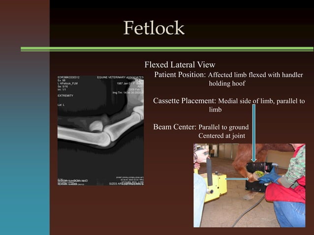 Front & Hind Limb Radiology | PDF