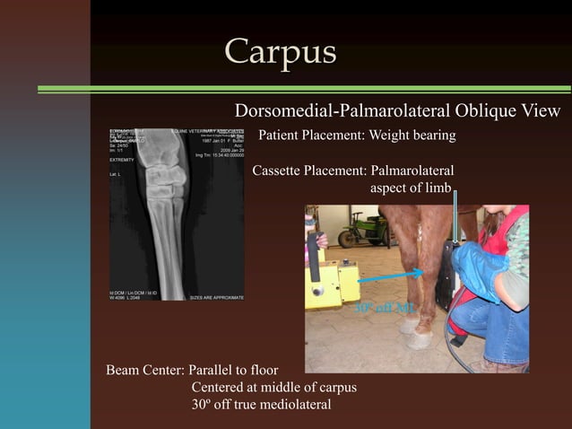 Front & Hind Limb Radiology | PDF