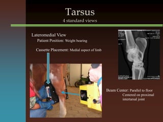 Front & Hind Limb Radiology | PDF