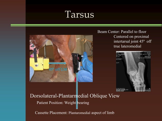 Front & Hind Limb Radiology | PDF