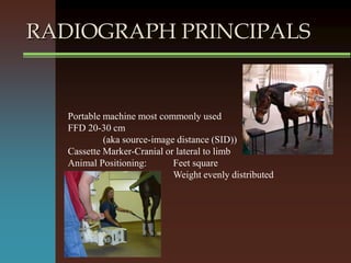 Front & Hind Limb Radiology | PDF