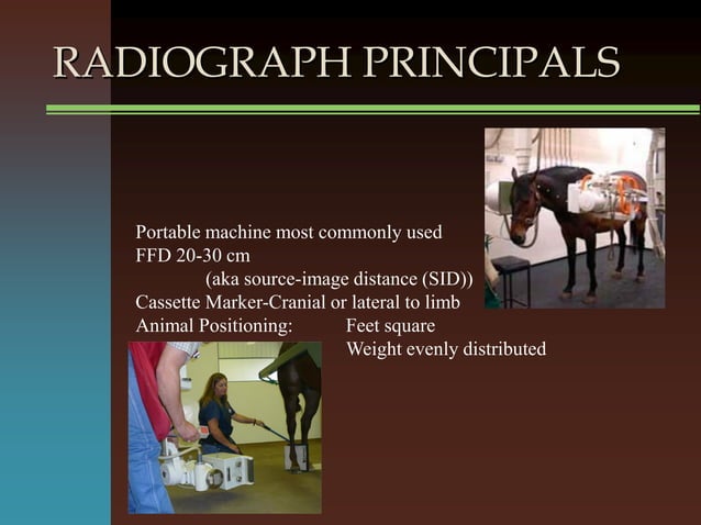 Front & Hind Limb Radiology | PDF