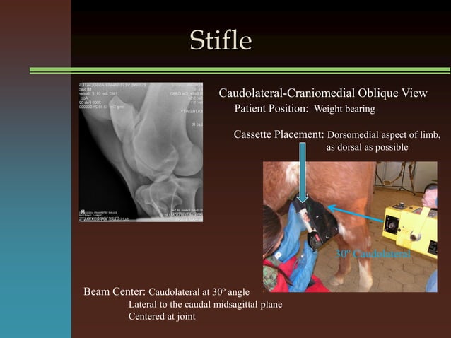 Front & Hind Limb Radiology | PDF