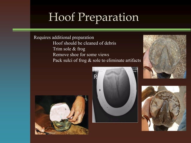 Front & Hind Limb Radiology | PDF